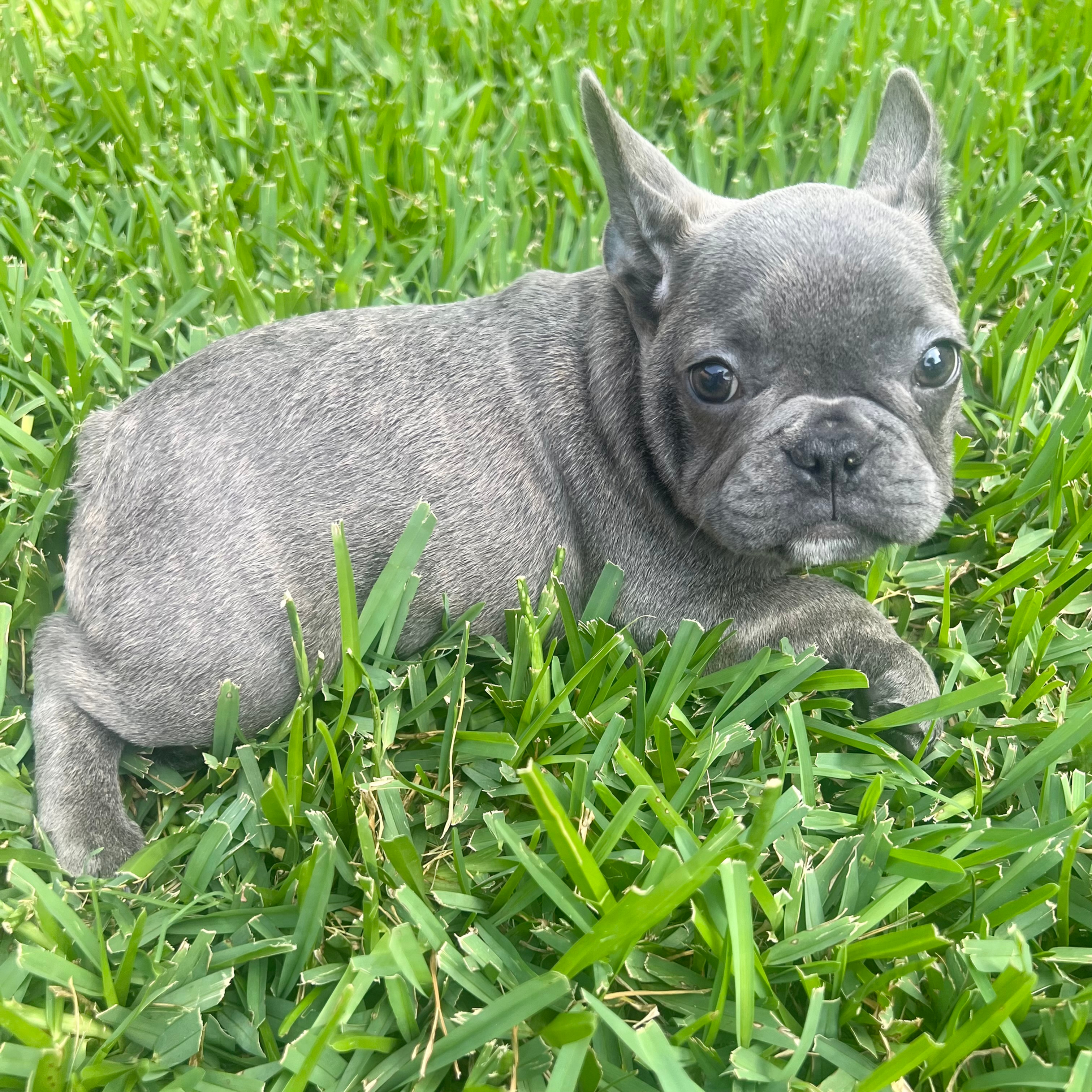 Adopt a Frenchie in Leander Texas | Rescue FrenchBulldog