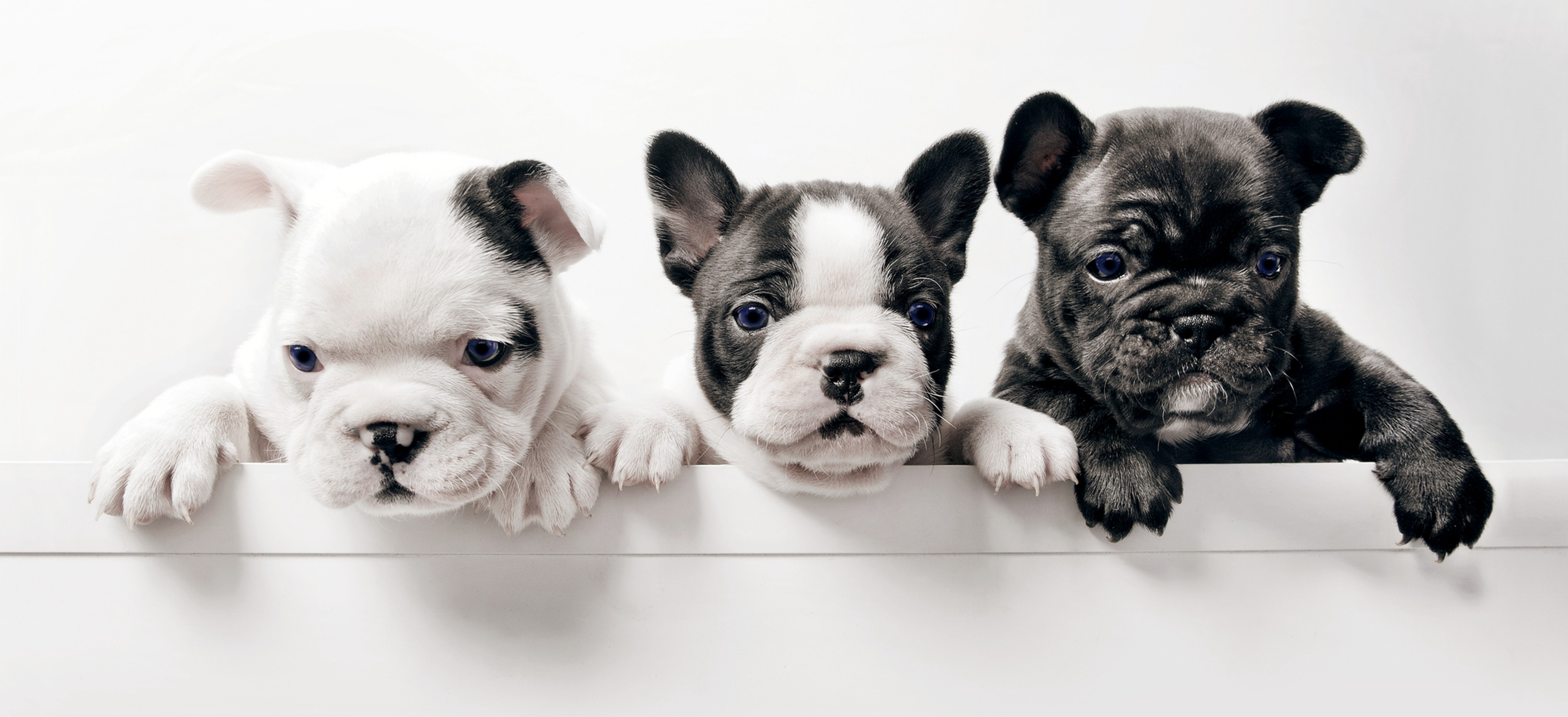 How to Register a Litter of Designer Dog Puppies | Designer Kennel Club