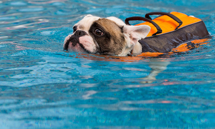 Frenchies and Swimming: What you Should Know