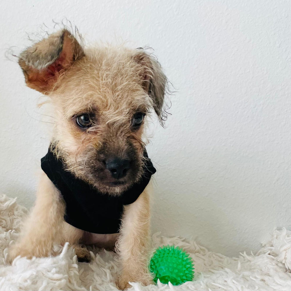 The First Registered Frenchie Doodle in the World