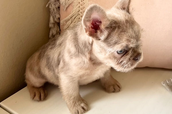 Hypoallergenic Fluffy French Bulldogs Puppies