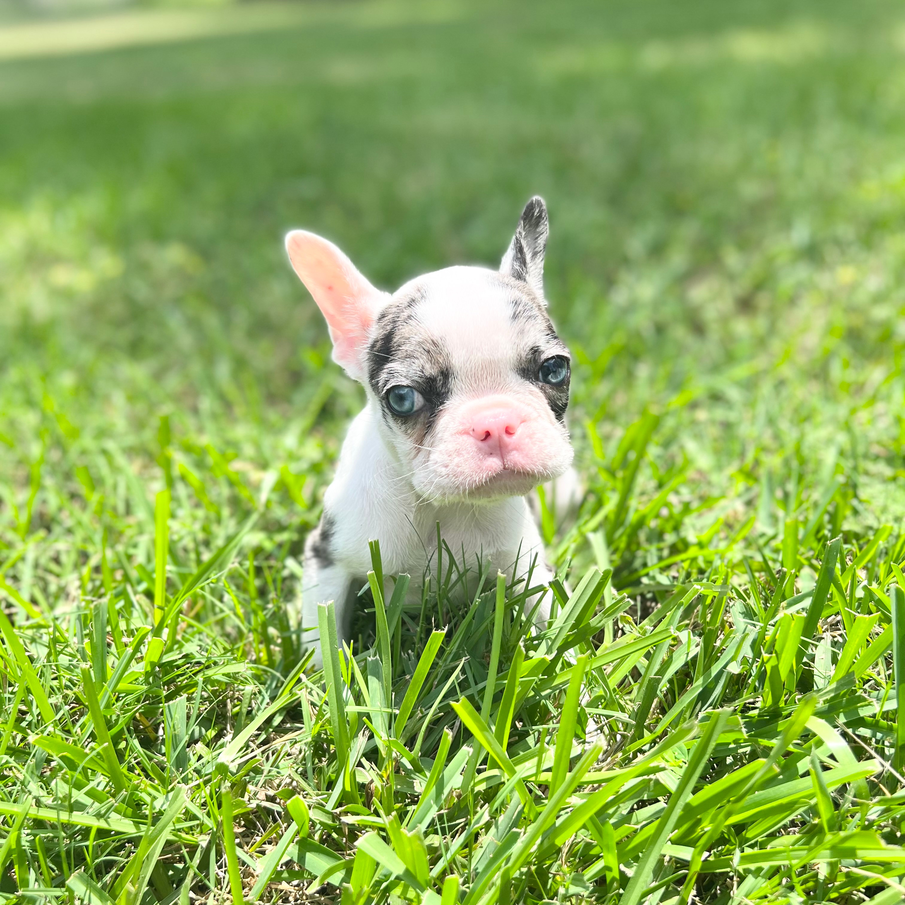 Merle Pied Micro French Bulldog