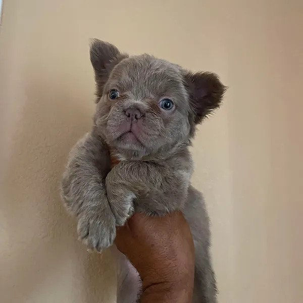 Grey Fluffy French Bulldog