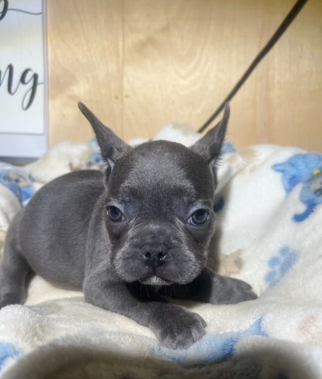 Leo the Blue Frenchie for Adoption *COMPLETED