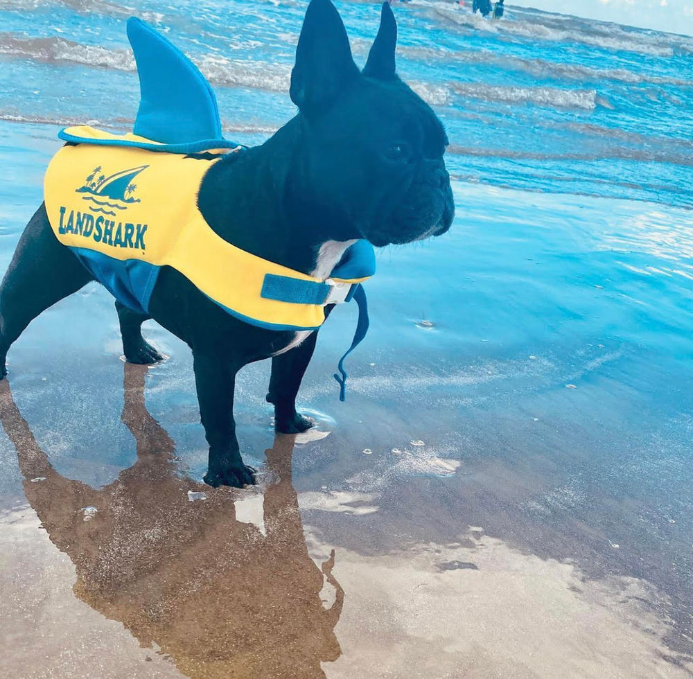 5 Frenchie Beach Must Haves