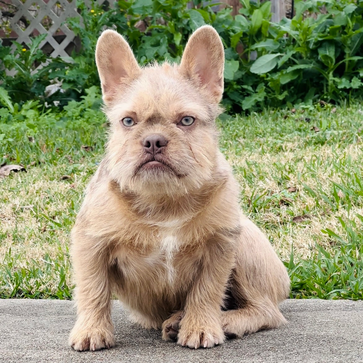 Fawn Fluffy French Bulldog