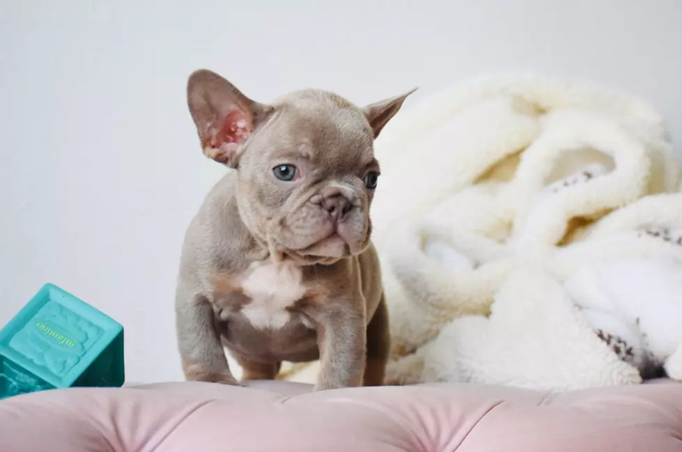 Health Designer Kennel Club health-designer-kennel-club