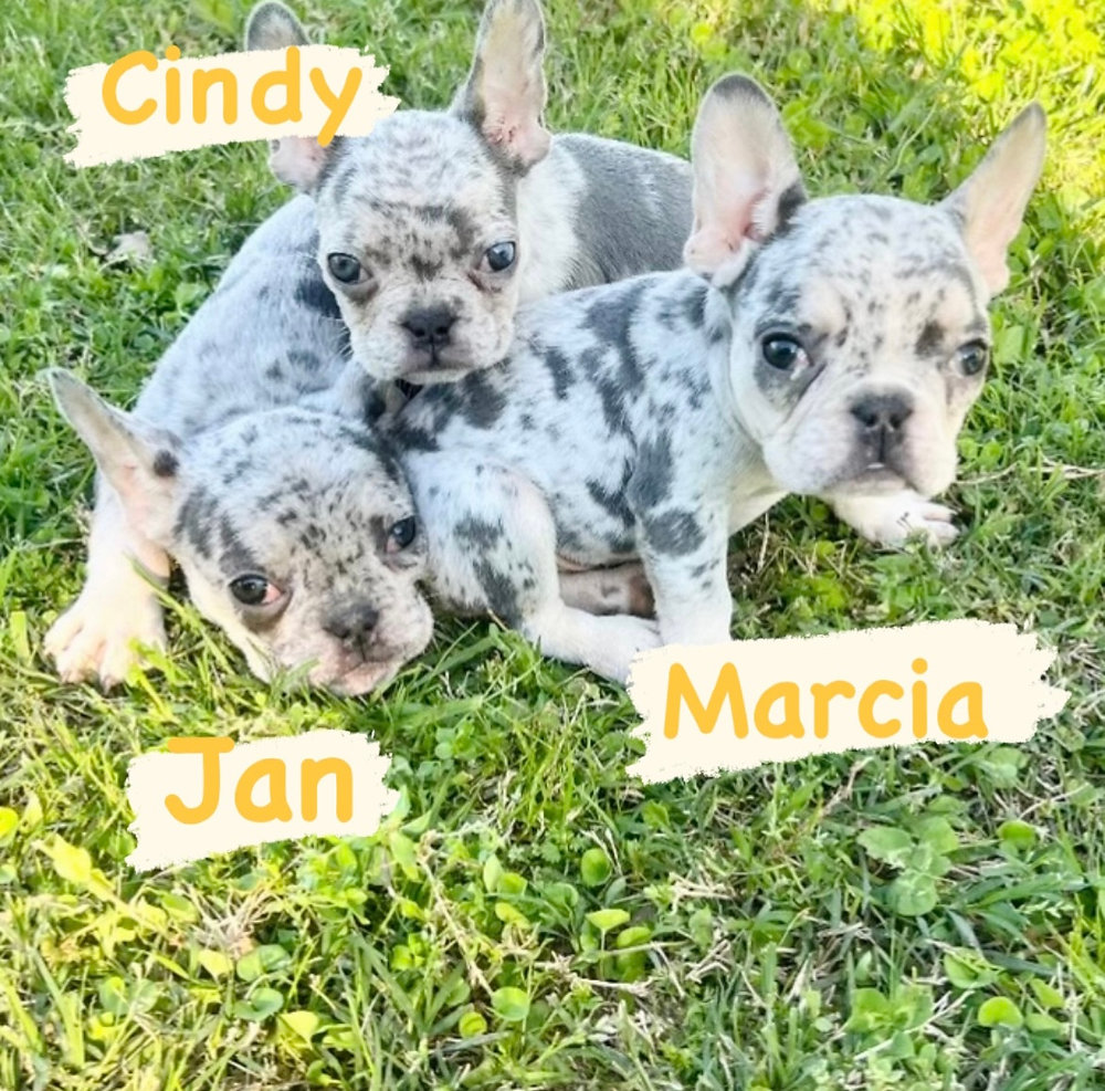 The Brady Girls, 3 Blue Merle Girl Frenchies for Adoption ***COMPLETED***