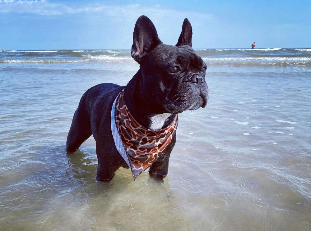 Frenchies vs. Summer Heat