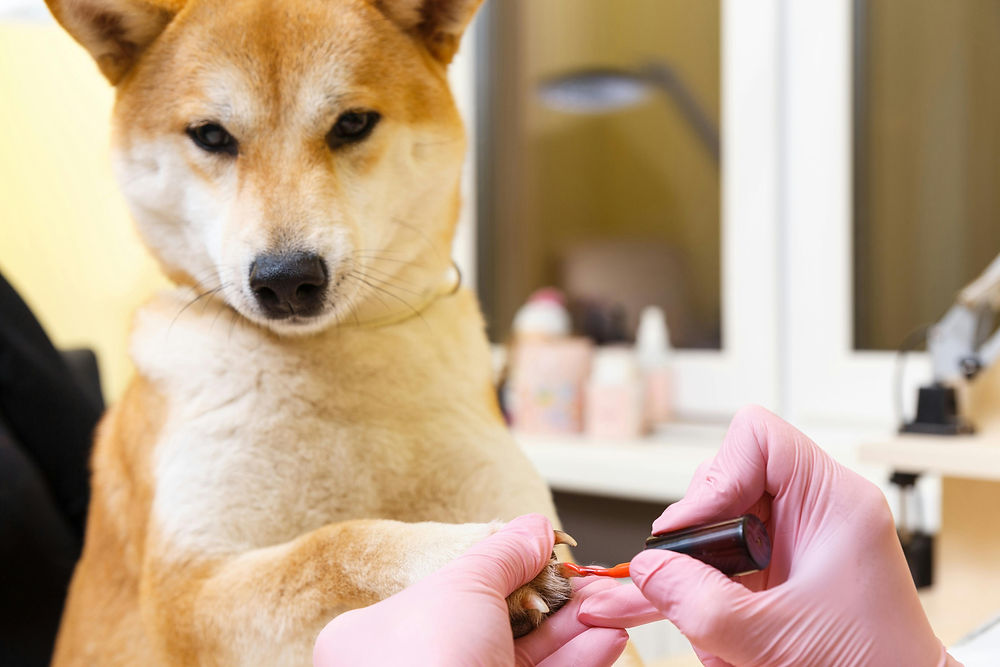 SERVICES | SpecialCareGrooming