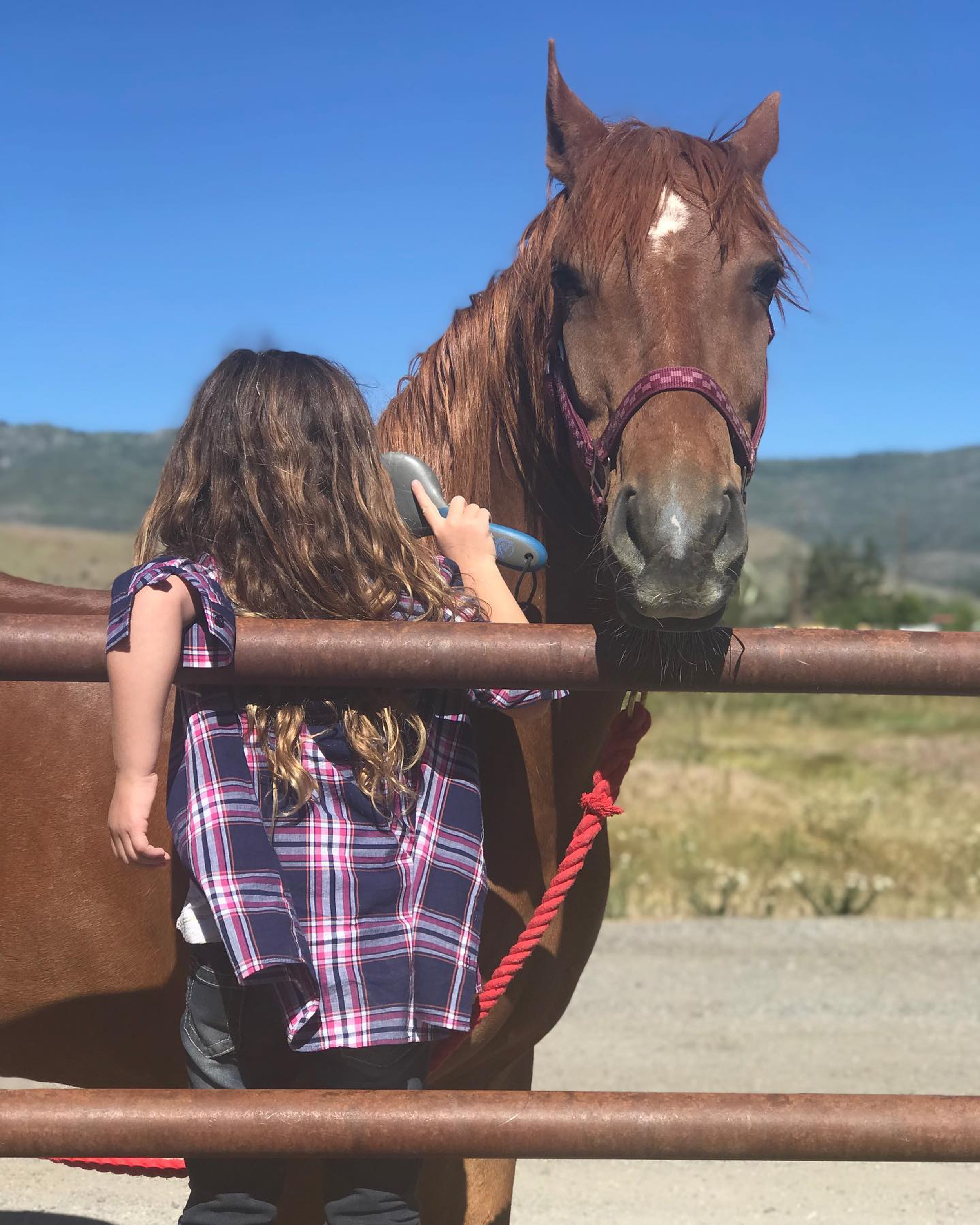 Programs | Reno Rescue