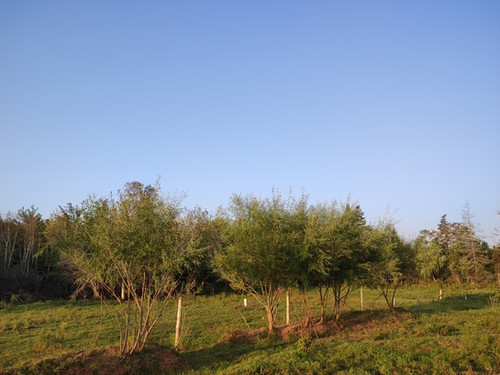 Willow coppicing tree (propagation branches) | Wild Legacy Farm