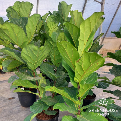 Ficus lyrata | TheGreenhouseShopSA