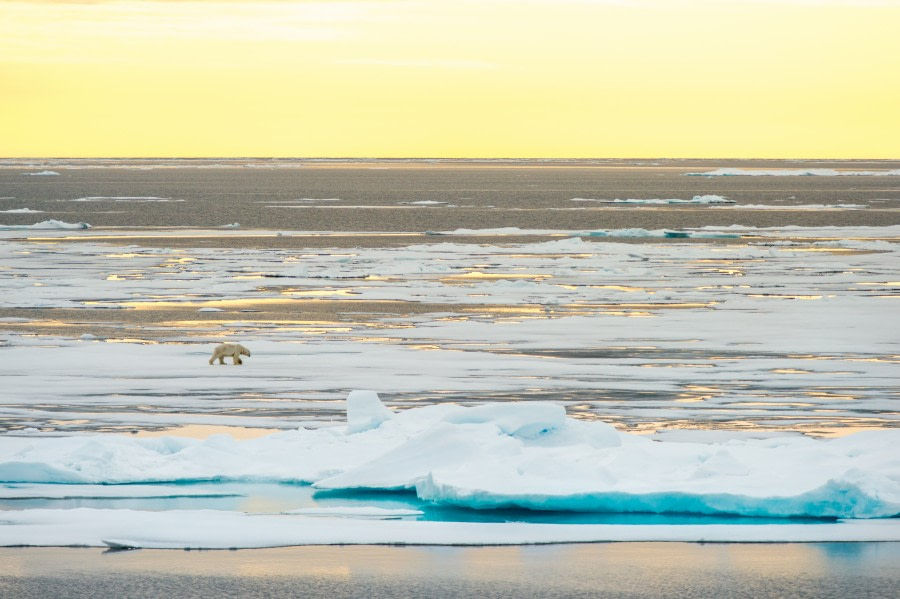 Antarctica and Arctic Expedition Specials | Polar Dream Travel