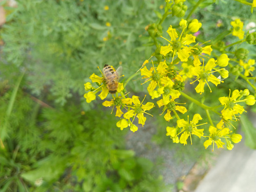 Routa vonná - Ruta graveolens | Urda.cz