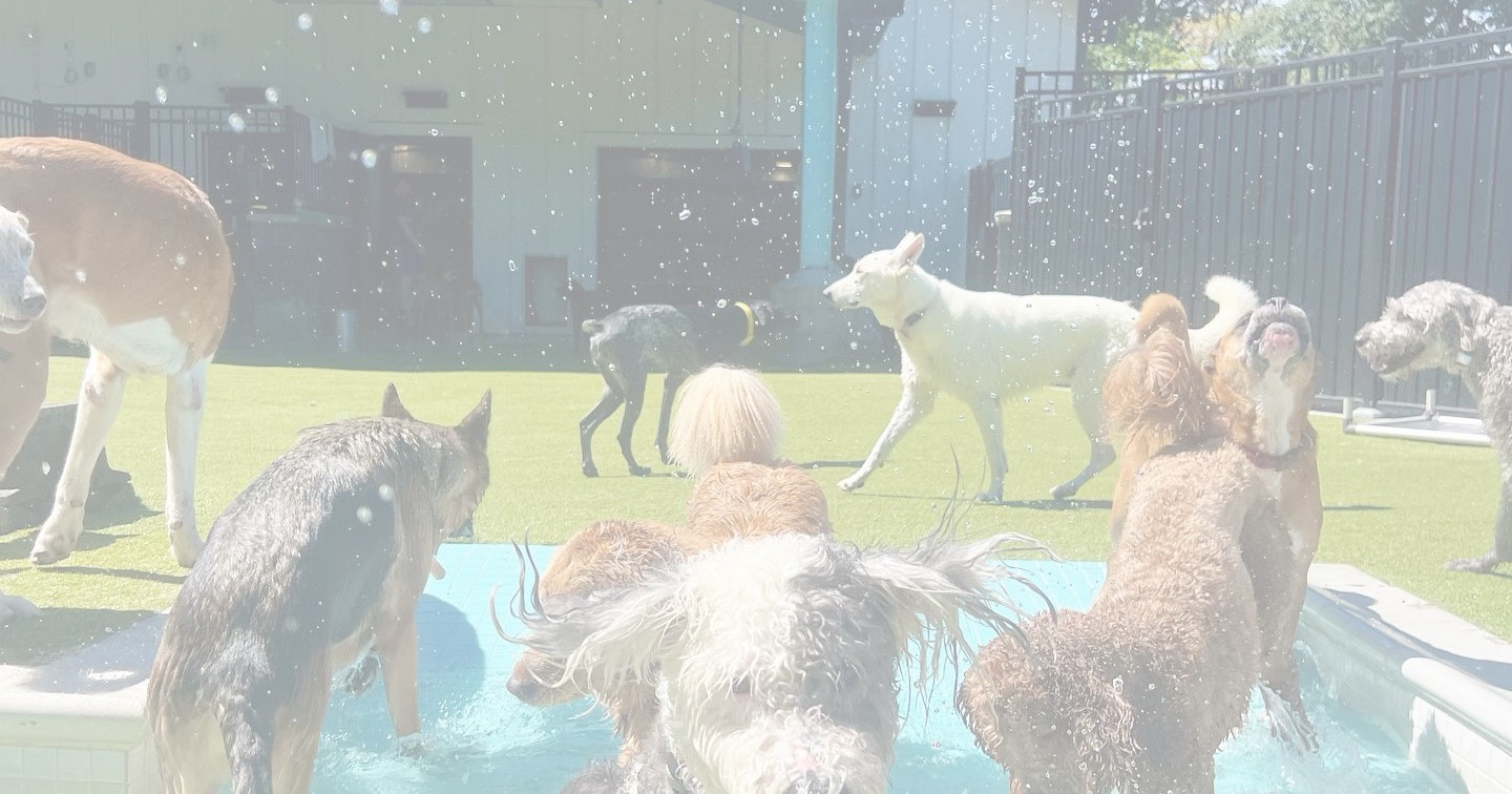 HOME | The Pooch Pitt