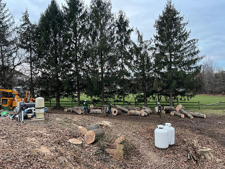 Maple Tree Services LLC | Landscaping | 1622 South Clinton Avenue ...