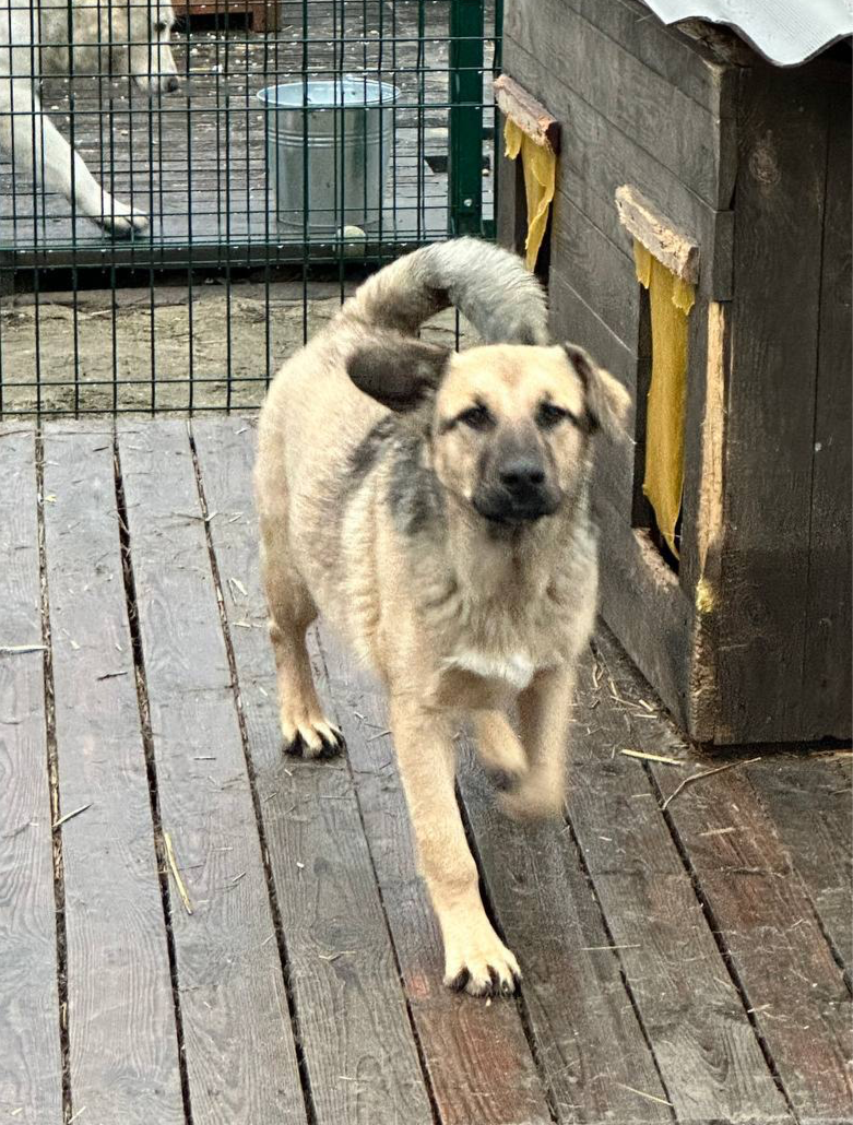 dog-lord