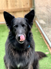 Enzo | Coastal K9 GSRSD