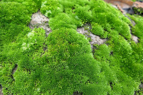 Bryum (caespiticium) | Appalachianmoss