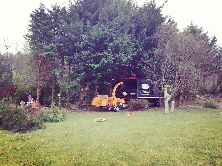 Scanlon Tree Services, Tree Surgeon, Tree Removal , Tree Maintenan