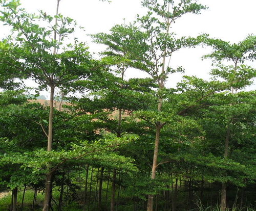 Terminalia mantaly / Madagascar Almond / Umbrella Tree / seeds ...