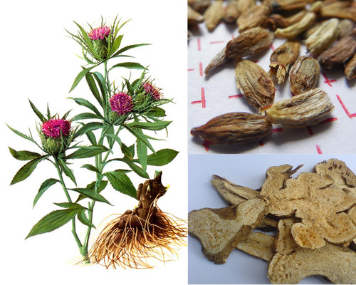 Atractylodes macrocephala seeds | Naturix Seeds
