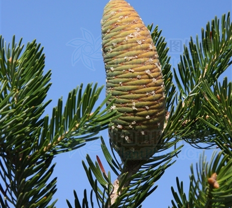 Abies fabri seeds | Naturix Seeds