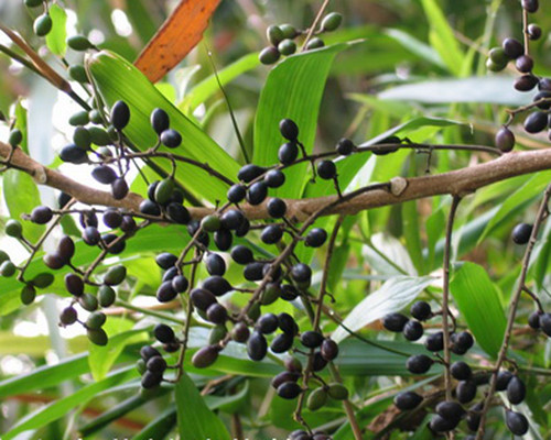 Brucea javanica seeds | Naturix Seeds