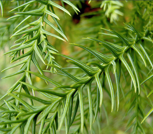 Cryptomeria fortunei seeds | Naturix Seeds