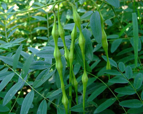 Sophora flavescens seeds | Naturix Seeds