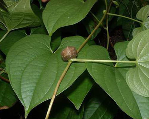 Dioscorea bulbifera | Naturix Seeds