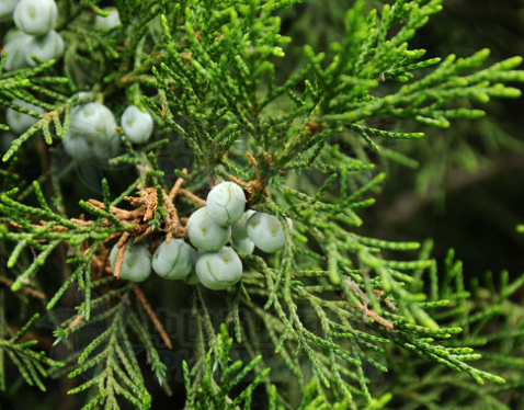 Sabina chinensis seeds | Naturix Seeds