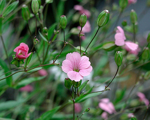 Vaccaria segetalis, Vaccaria hispanica seeds | Naturix Seeds