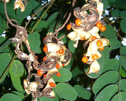 Adenanthera pavonina seeds | Naturix Seeds