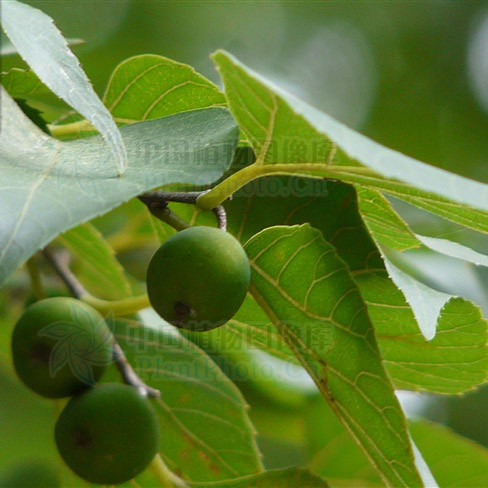 Aphananthe aspera | Naturix Seeds