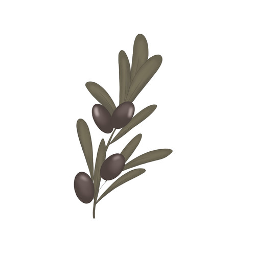 STL Olive Branch-4" | Wildflour Bakery