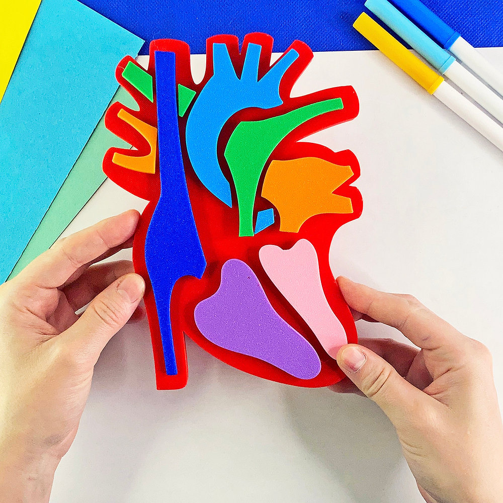 Discover the Wonders of the Human Heart with Our 3D Puzzle Model!