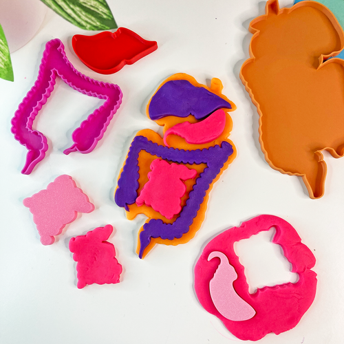 Digestive System Play Dough Stencil Kit – Sculpt, Learn & Explore ...