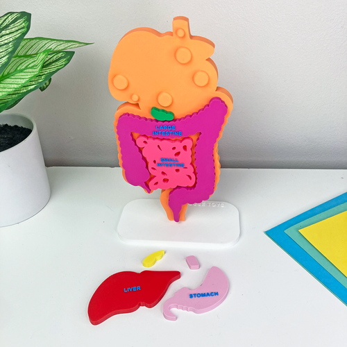 Digestive System Puzzle Model – Hands-On Learning Puzzle and Display ...
