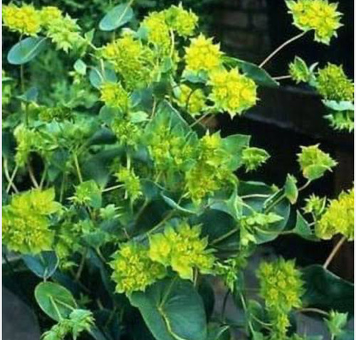Green Gold Bupleurum | Wilddreamsfarm