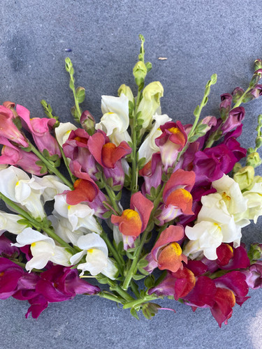 Snappy Multicolor Snapdragon Mix | Wilddreamsfarm