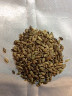 Xanthium Fruit | My Site