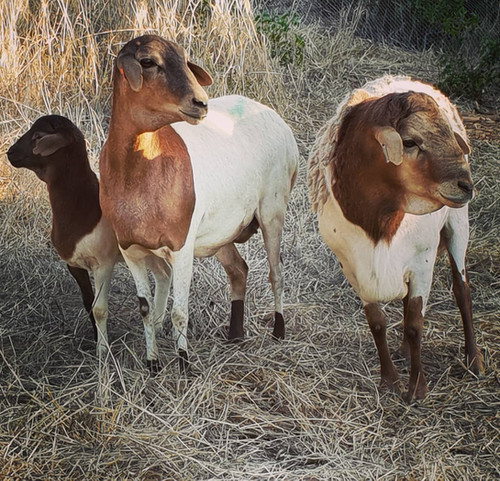 Pedi Sheep for Sale - Blue Star Global Trading Pty Ltd, Polokwane, SA