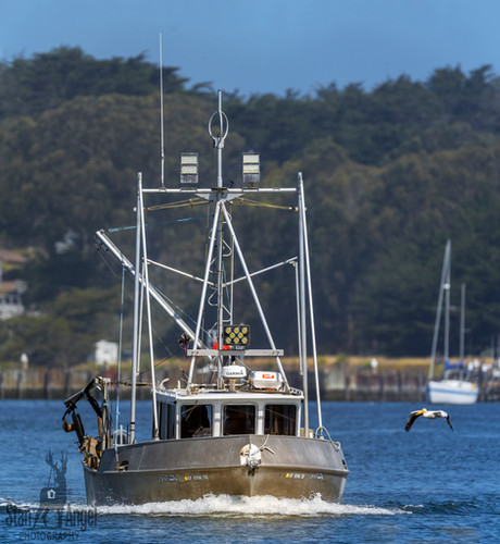 Flying Dutchman Fishing Vessel, Bodega Bay | Stan Angel Photo