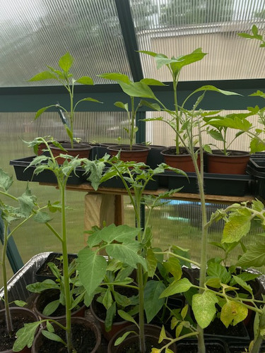 African Greens Herb Collection | ClimateWise Nursery