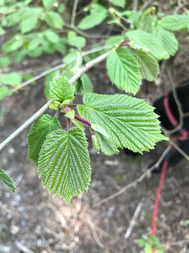 Western Beaked Hazelnut | Project Landworks