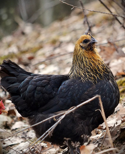 Hedemora Landrace Chicken | True North Homestead