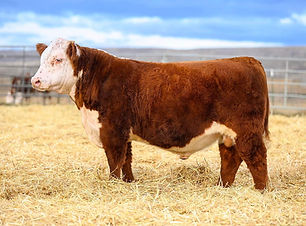 HOME | Churchill Cattle