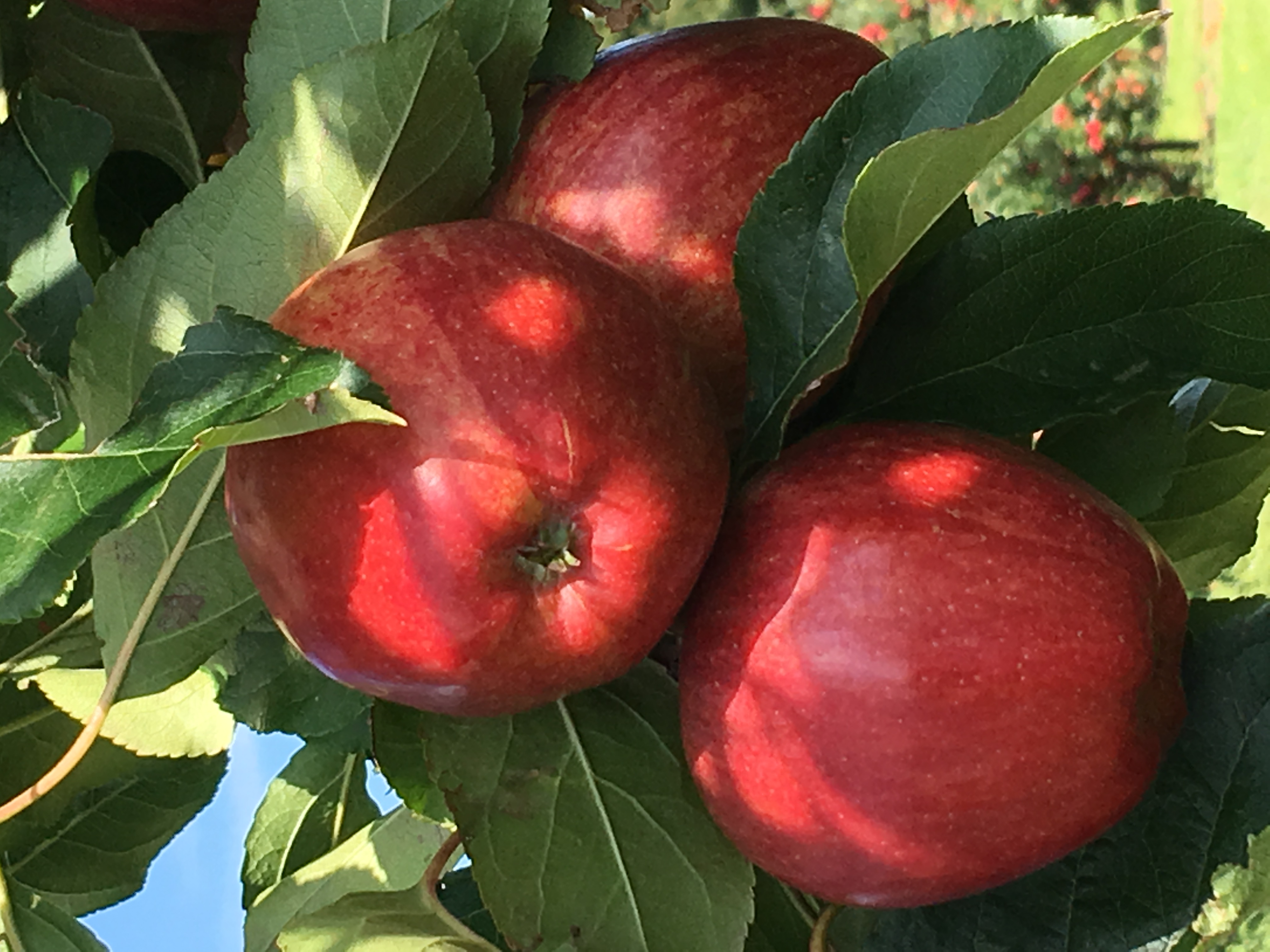 Victoria Farm, Hadlow, Tonbridge, Apple, Fruit, picking, jobs